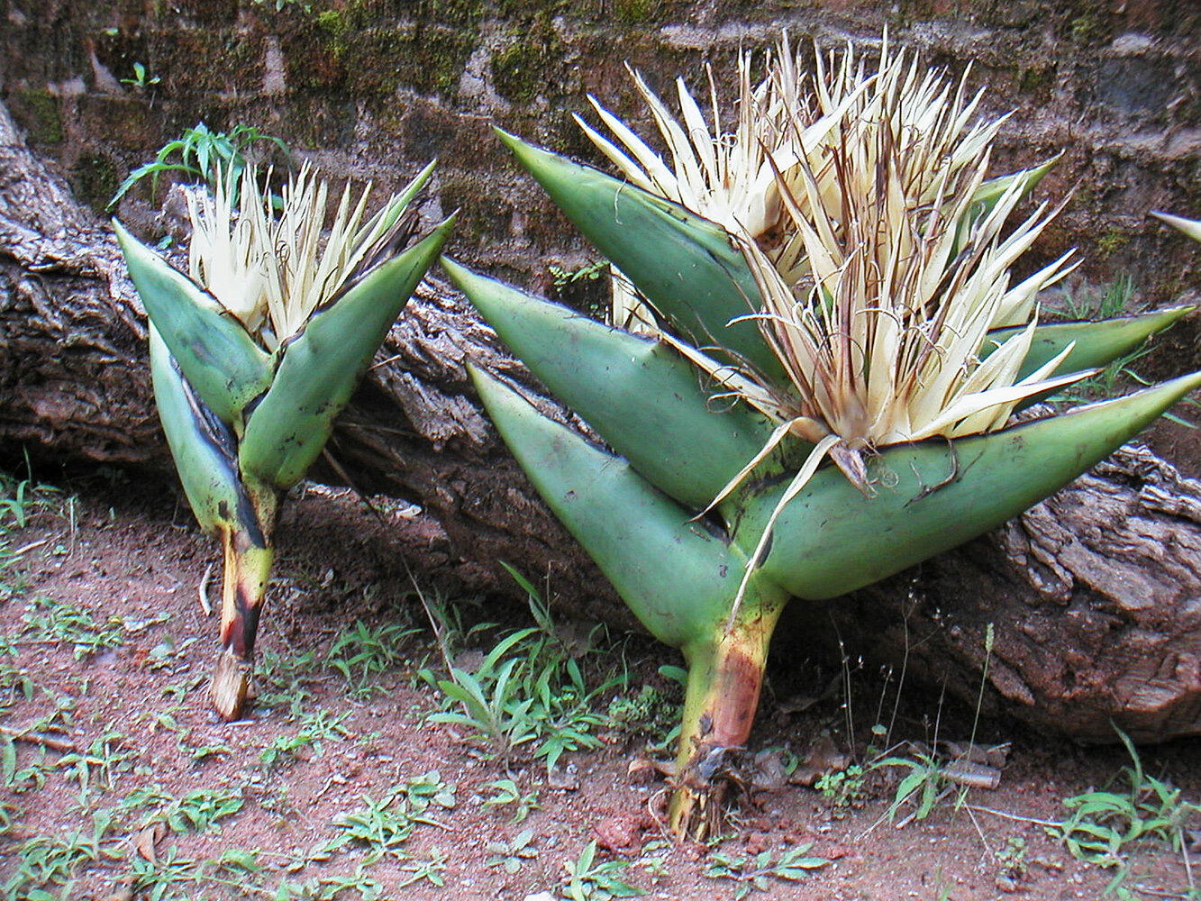 Ravenala New Species | Mur Vegetal Patrick Blanc