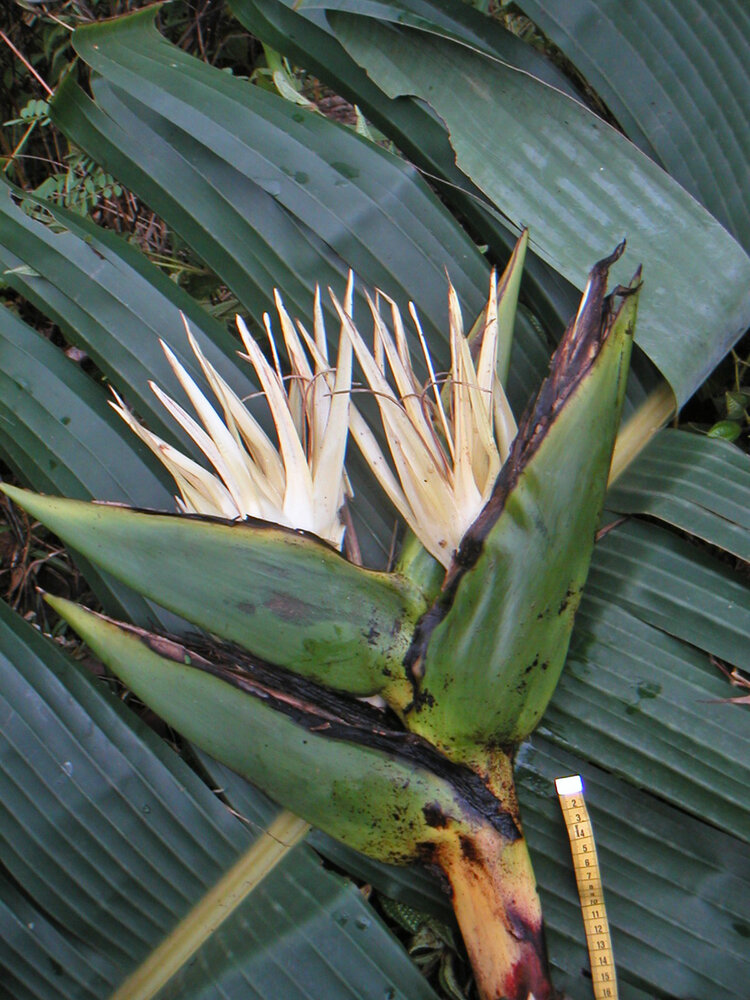 Ravenala New Species | Mur Vegetal Patrick Blanc