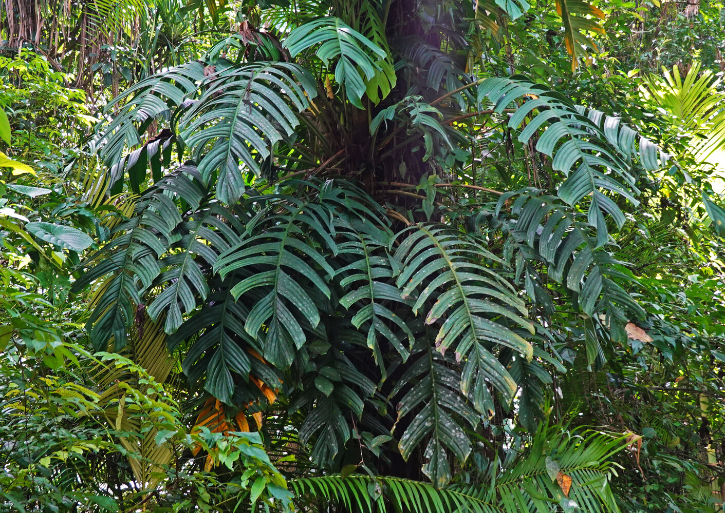 Forest Understory 7 | Mur Vegetal Patrick Blanc
