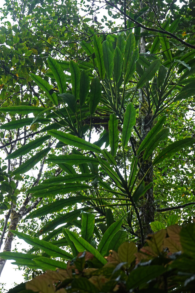 Forest Understory 7 | Mur Vegetal Patrick Blanc