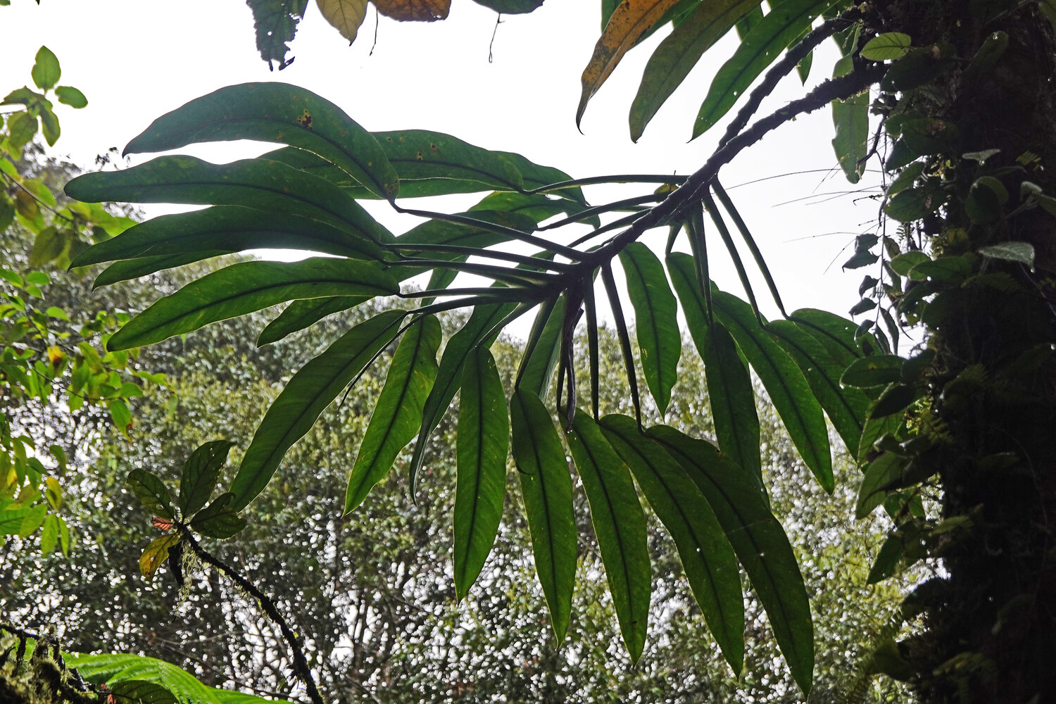 Forest Understory 7 | Mur Vegetal Patrick Blanc