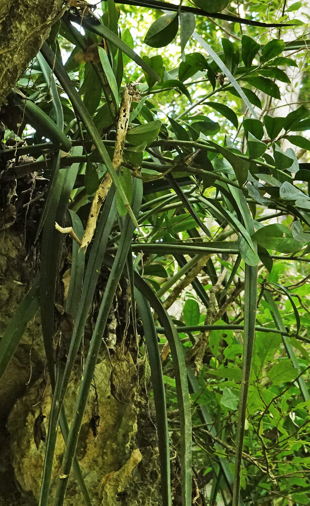 KARST AND LIMESTONE CLIFFS 2 | Page 2 | Mur Vegetal Patrick Blanc