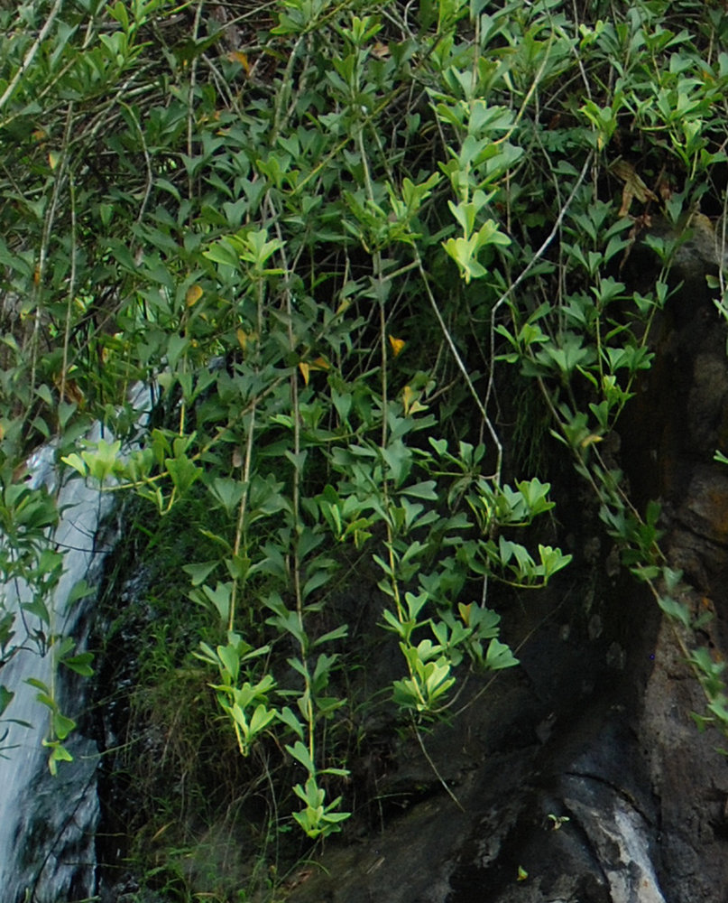 Leaf Colors and Structures 2 | Page 2 | Mur Vegetal Patrick Blanc