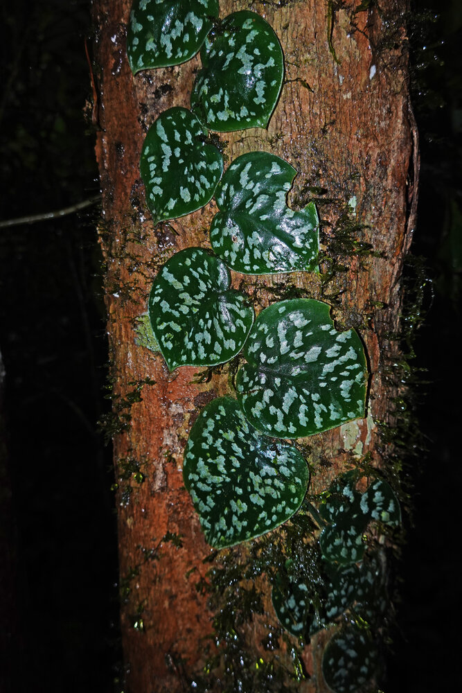 Architectures végétales | Page 12 | Mur Vegetal Patrick Blanc