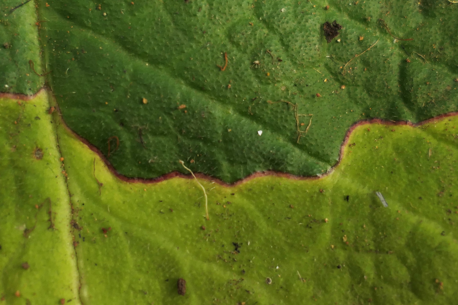 Couleurs et structures des feuilles | Page 12 | Mur Vegetal Patrick Blanc