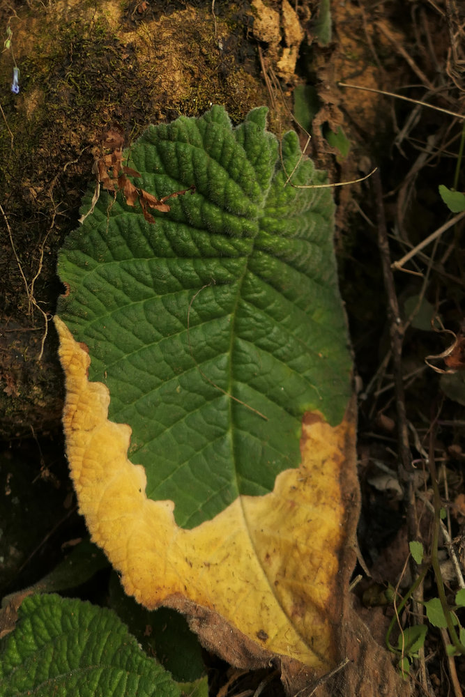 Couleurs et structures des feuilles | Page 12 | Mur Vegetal Patrick Blanc