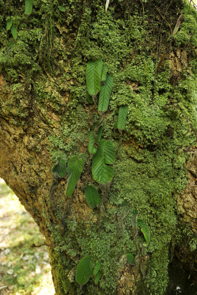 Couleurs et structures des feuilles | Page 12 | Mur Vegetal Patrick Blanc