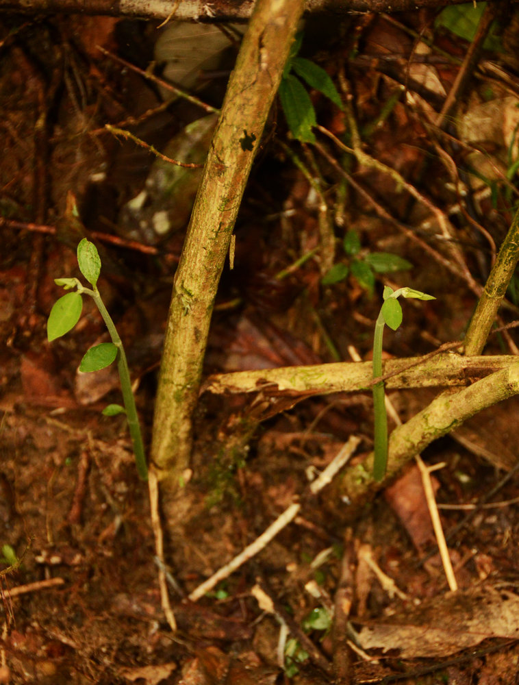 Forest Understory | Page 12 | Mur Vegetal Patrick Blanc